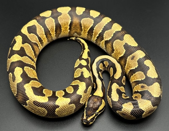 Enchi Fire Yellow Belly Ph Clown Ball Python by Dezign’d Creations