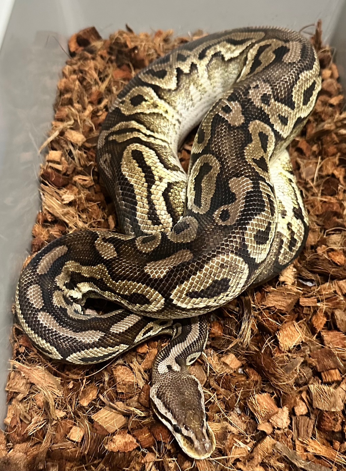 Pewter Ready To Breed Ball Python by Dezign’d Creations - MorphMarket