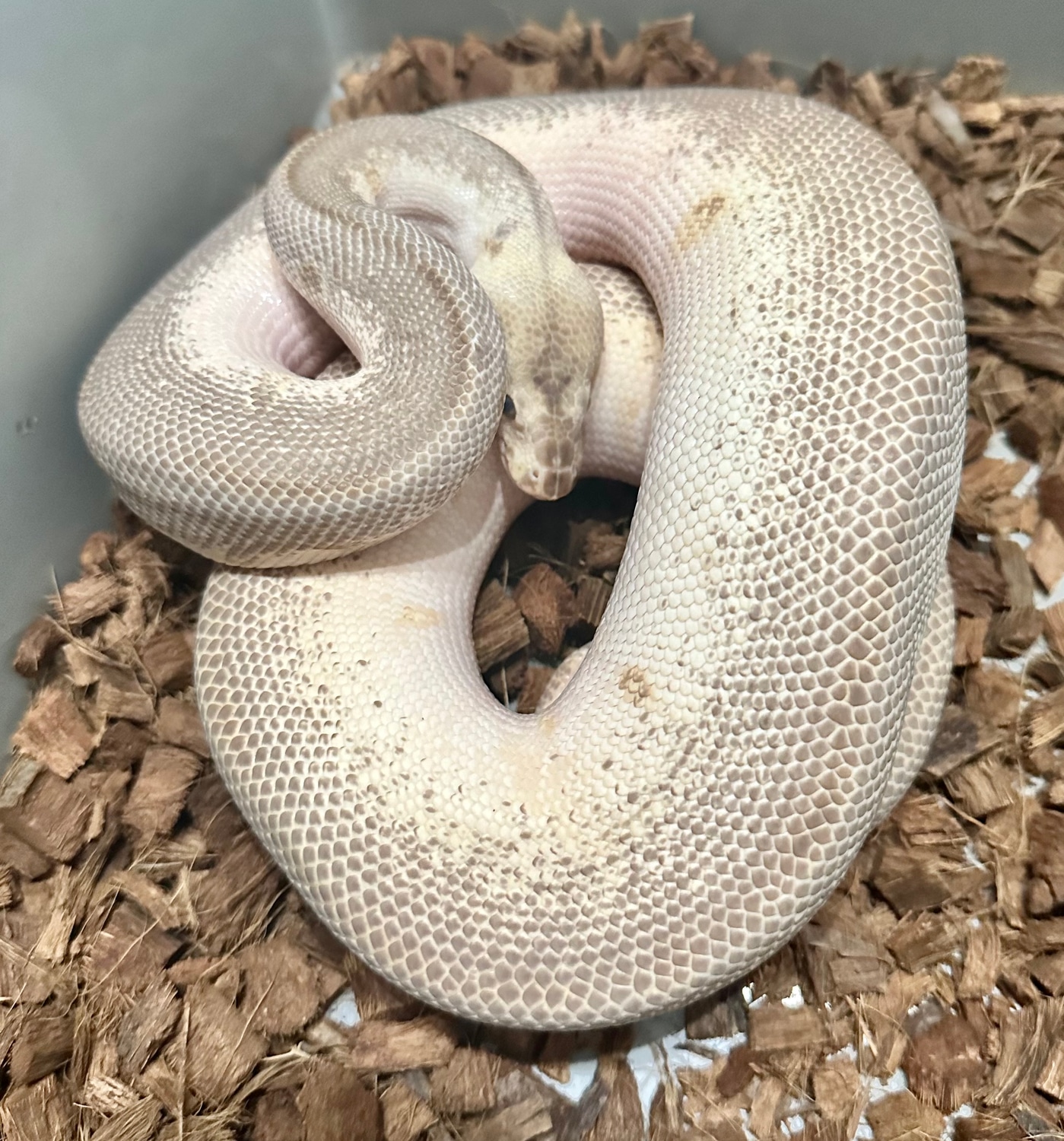 Enchi Lesser Leopard Spider Clown Ball Python by Dezign’d Creations ...