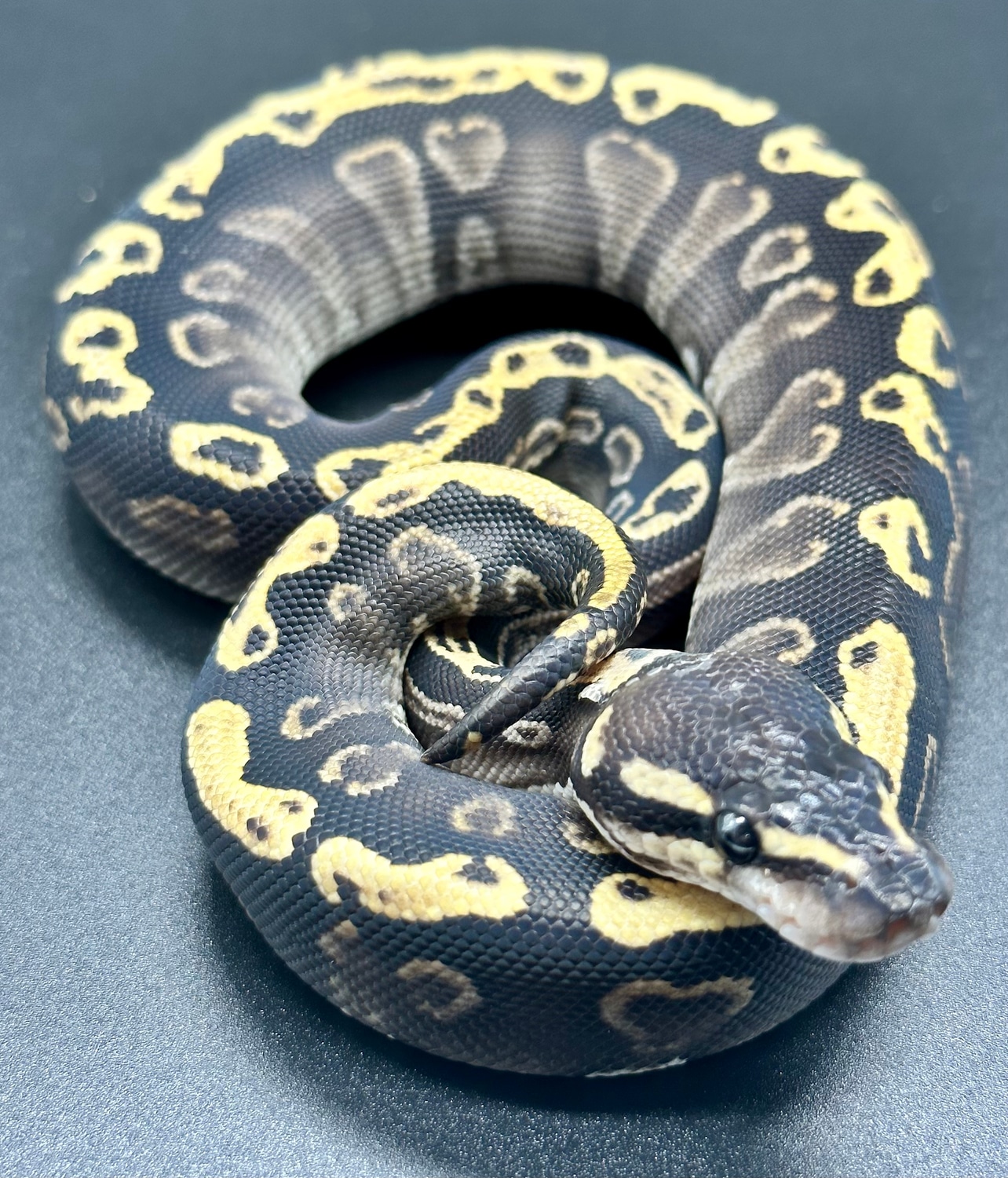GHI Phantom Ball Python by Dezign’d Creations - MorphMarket