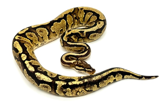 Fire Yellow Belly Het TSK Axanthic (Dark Phase) Paradox Ball Python by ...