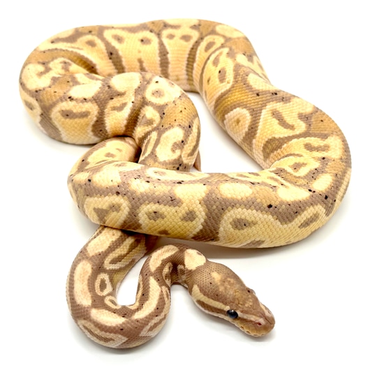 Banana Dinker Dh Clown Pied Ball Python by Dezign’d Creations