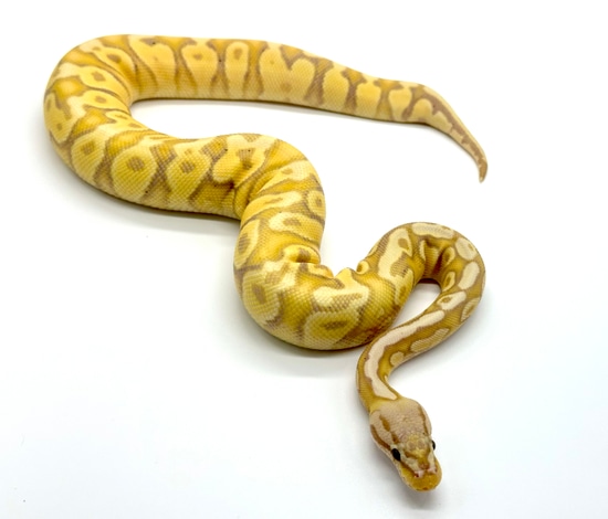 Banana GHI Firefly YB H Clown Ball Python by Dezign’d Creations