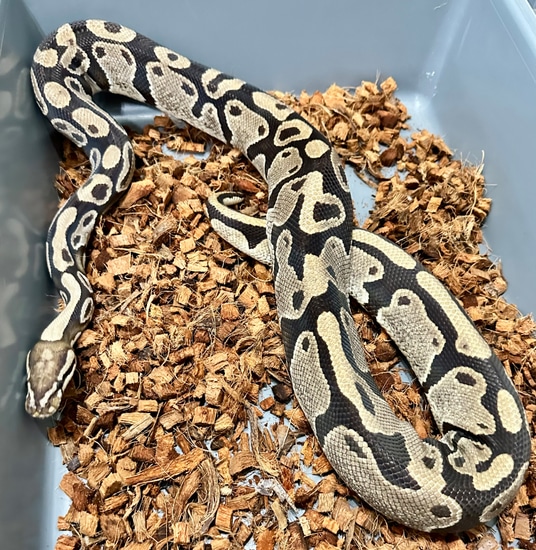 Dinker Het Pied Ball Python by Dezign’d Creations