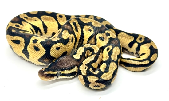 Pastel Specter 66% Het TSK 50% Het DG Ph Clown/Crypton Ball Python by ...
