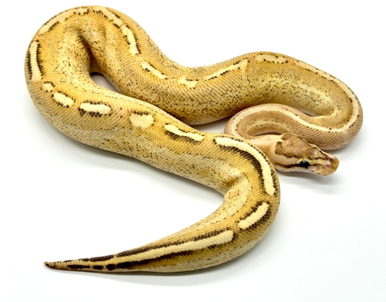 Fire Puma Ball Python by Dezign’d Creations
