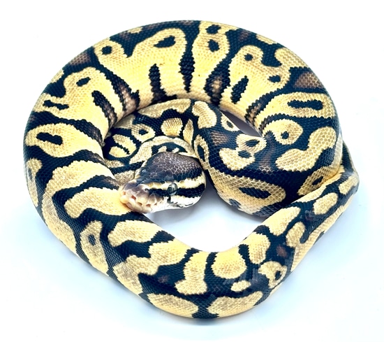 Pastel Specter 66% Het TSK 50% Het DG Ph Clown/Crypton Ball Python by ...