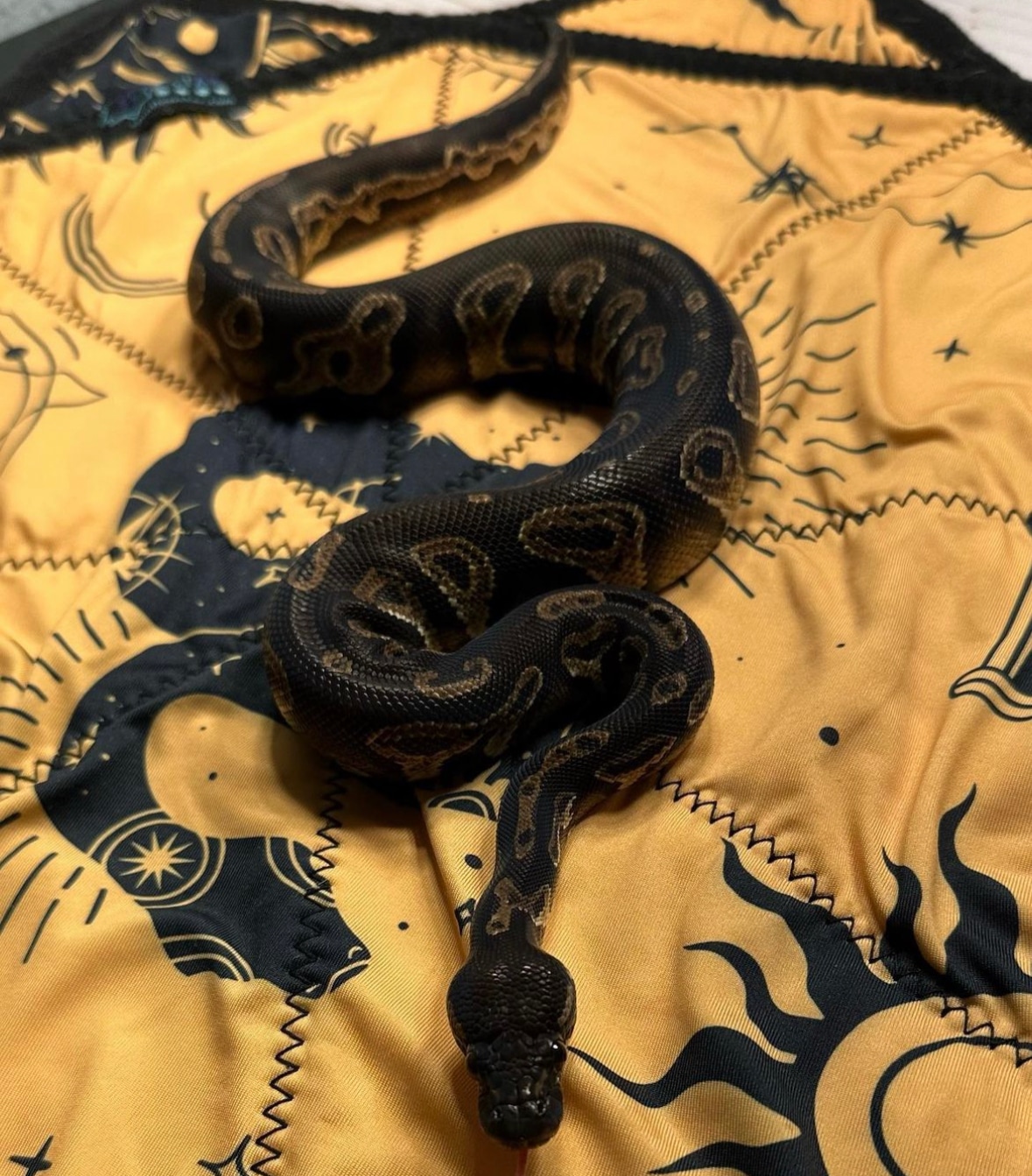 Morticia - Hurricane Blackhead Yellowbelly Ball Python by Rush Family Exotic Pets & Supplies ...