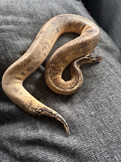 Proven - Super Pastel GHI Yellowbelly Calico Ball Python by Rush Family ...