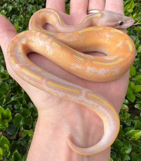 Banana Fire Orange Dream Highway Ball Python by Rush Family Pets