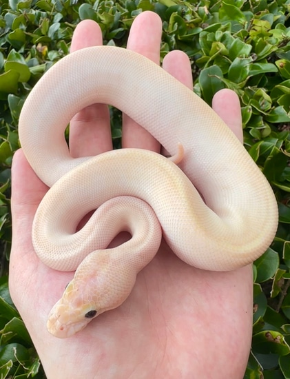 Banana Fire Ivory Ball Python by Rush Family Pets