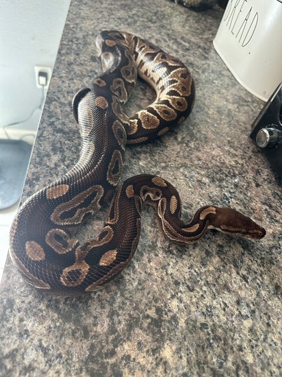 Cinnamon - Pet Only Rescue Ball Python by Rush Family Pets