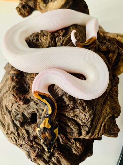 High White Pied Ball Python by Nomadic Morphs
