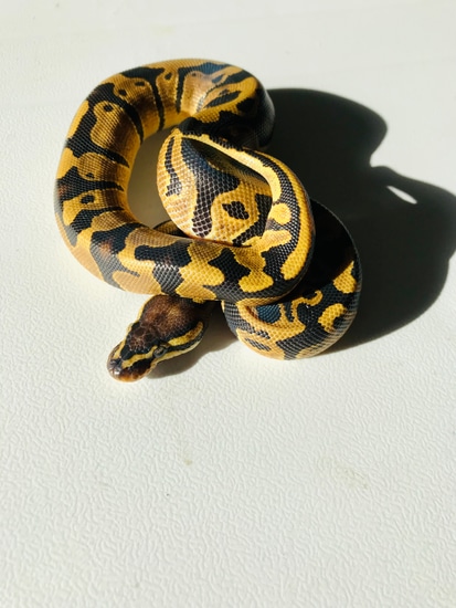 Yellow Belly Enchi Ball Python by Nomadic Morphs