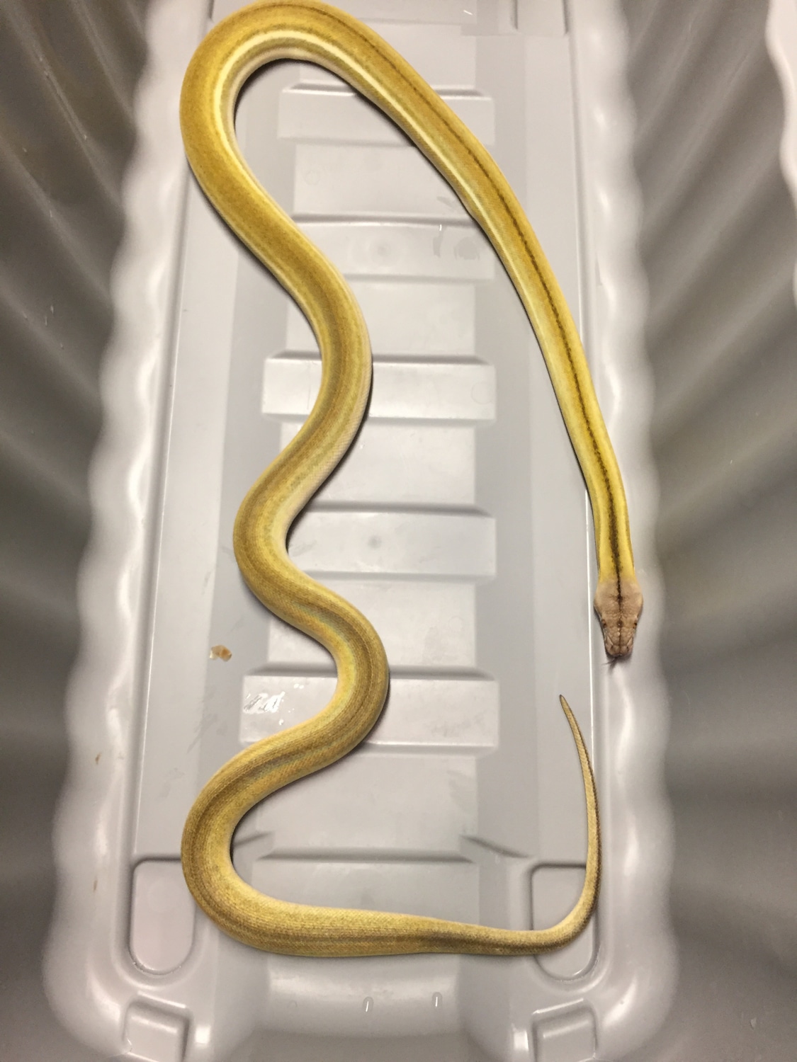 Titanium Tiger Reticulated Python by Chase-N-Reptiles - MorphMarket