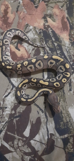 Mojave Mahogany Ball Ball Python by SRS Reptiles