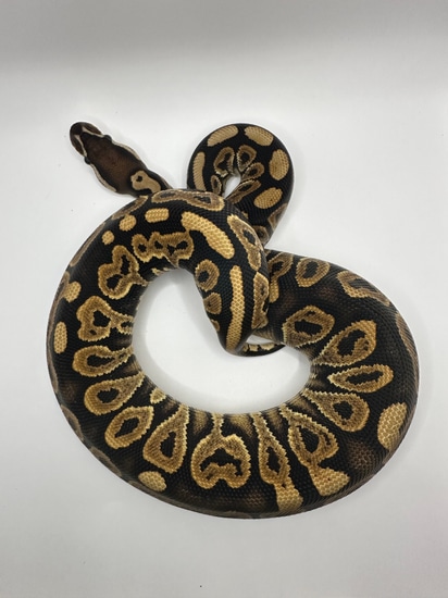 Black Pastel Ball Python by Russo Reptiles