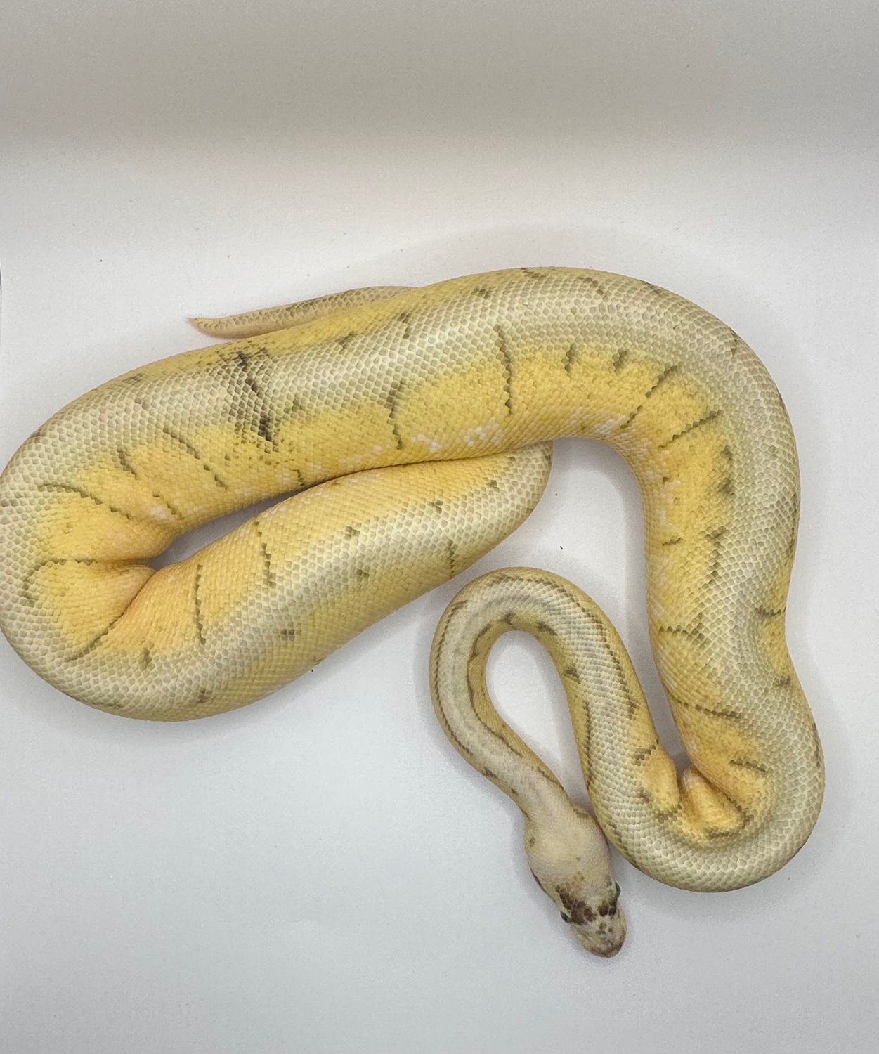 OD Enchi Pastel Spinner Pos YB Ball Python by Russo Reptiles - MorphMarket