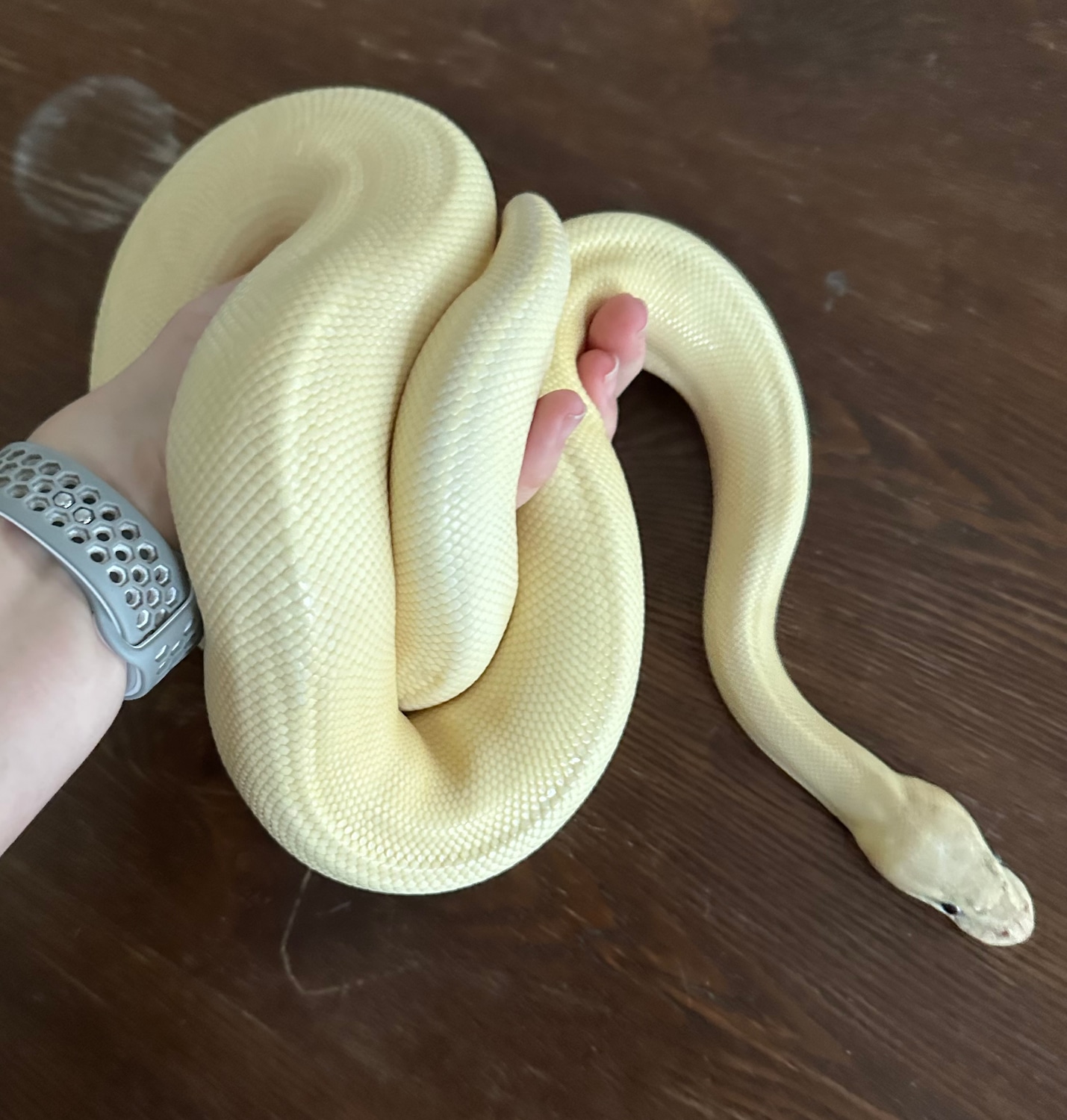 Ivory Ball Python by Russo Reptiles - MorphMarket