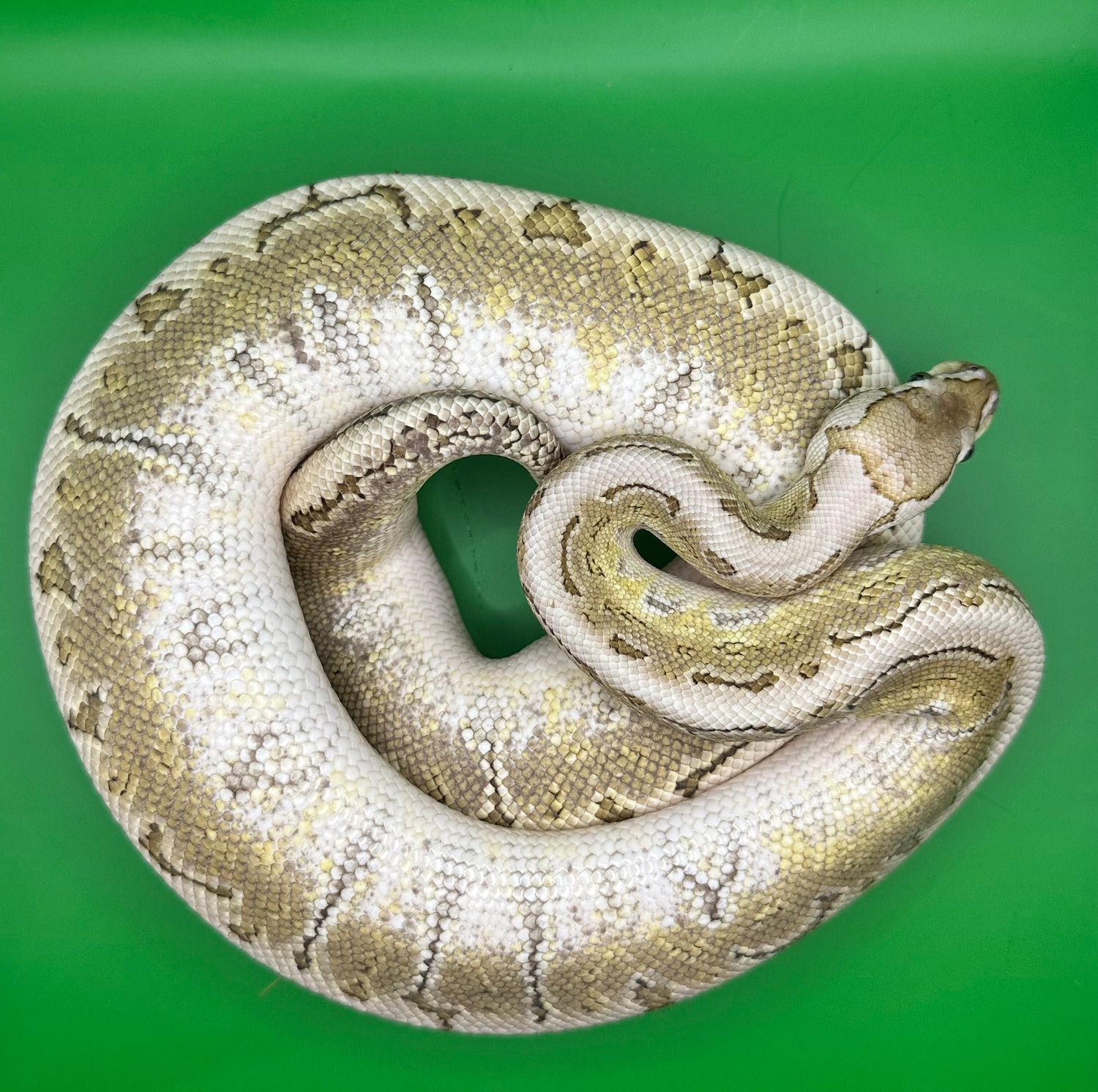 Pastel Bamboo Pinstripe Ball Python by Russo Reptiles - MorphMarket