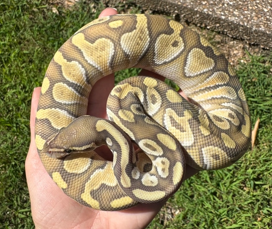 Lesser Enchi Hypo Ball Python by Russo Reptiles
