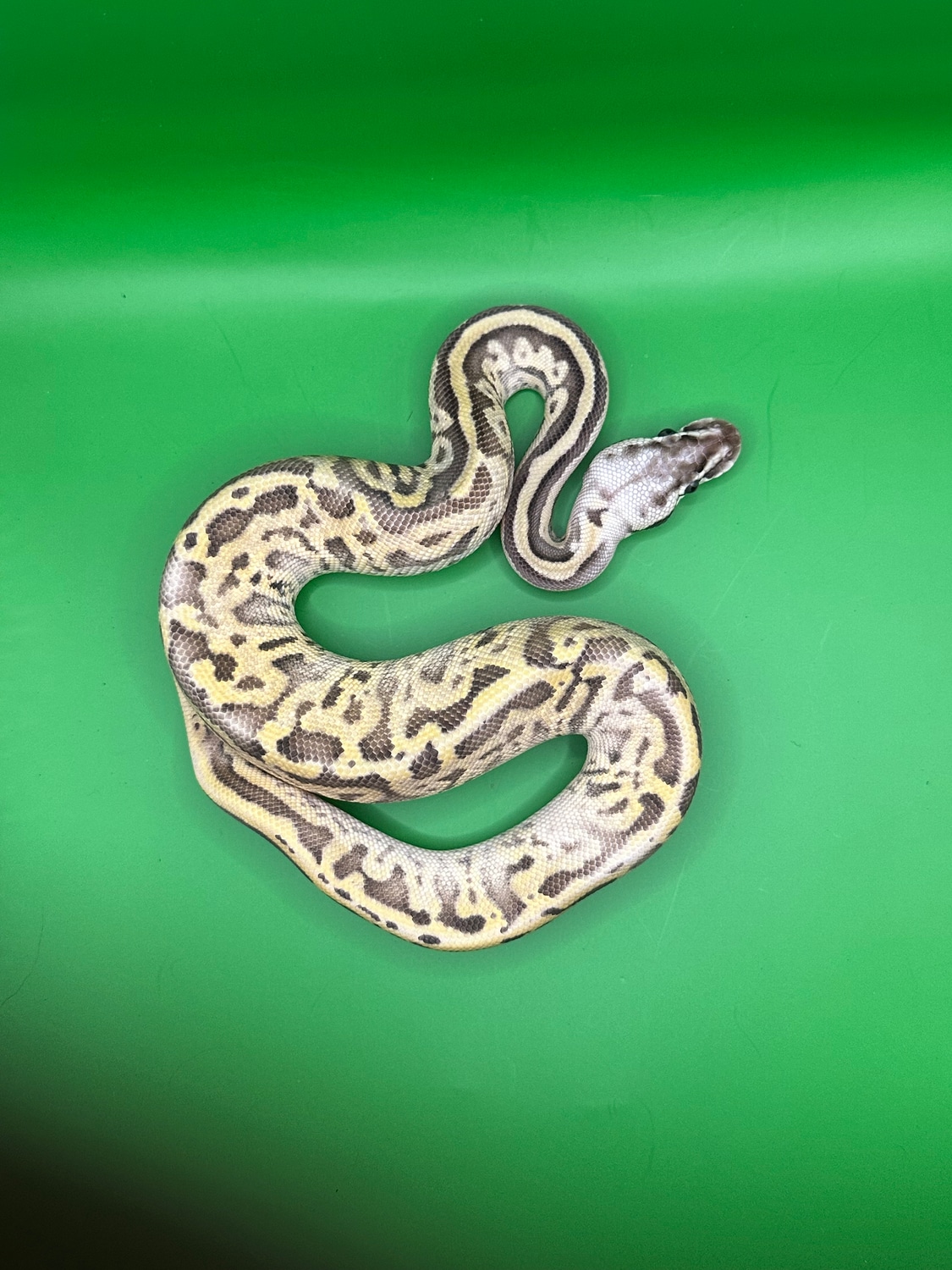 Super Pastel Leopard Ball Python by Russo Reptiles - MorphMarket