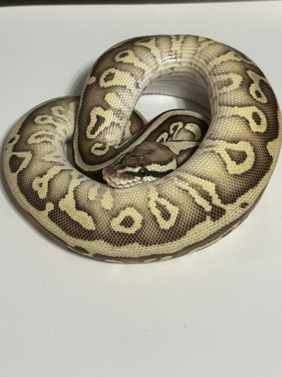 Pastel Leopard Lesser YB Ball Python by Russo Reptiles