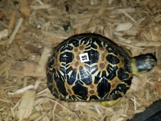 Juvenile Radiated Tortoise Texas Only by Russo's Radiata
