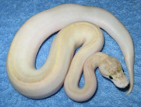 Ivory Het Pied Ball Python by Russo's Reptiles - MorphMarket