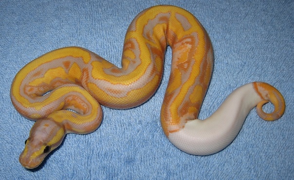 Coral Glow Pied Het Albino Ball Python by Russo's Reptiles - MorphMarket