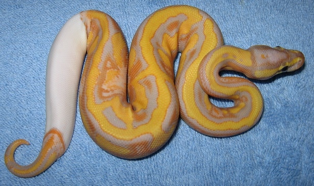 Coral Glow Pied Het Albino Ball Python by Russo's Reptiles - MorphMarket