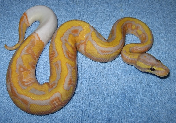 Coral Glow Pied Het Albino Ball Python by Russo's Reptiles - MorphMarket