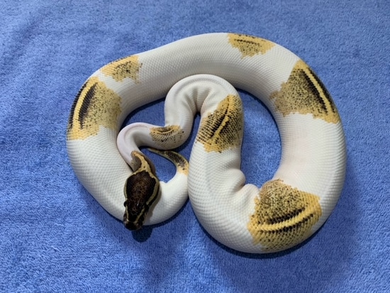 Freeway Pied (AKA: Asphalt YellowBelly Pied) Ball Python by Russo's ...