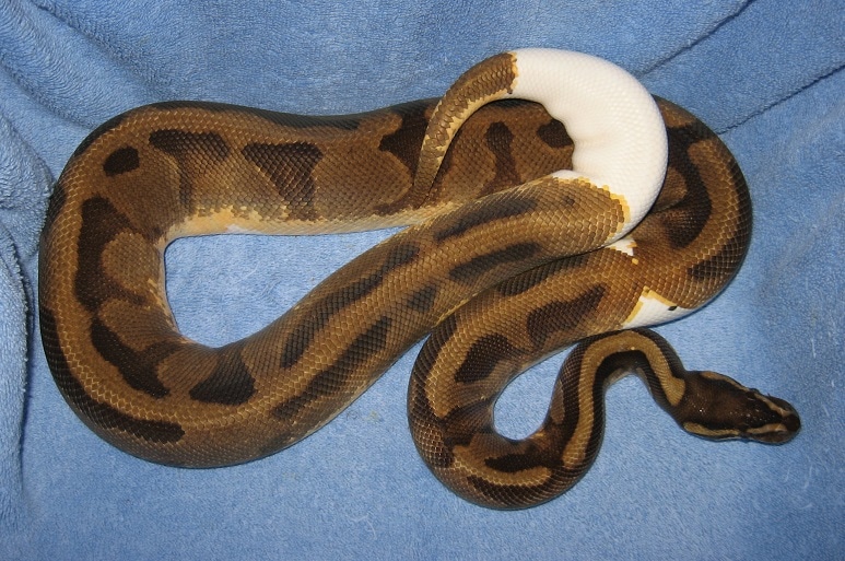 Enchi Pied Het Albino Ball Python by Russo's Reptiles - MorphMarket