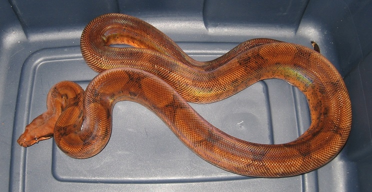 Hypo Blood Boa Constrictor by Russo's Reptiles - MorphMarket