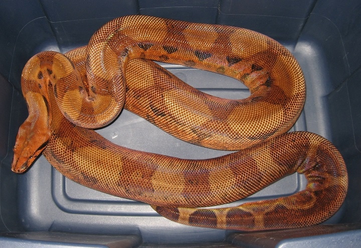 Hypo Blood Boa Constrictor by Russo's Reptiles - MorphMarket