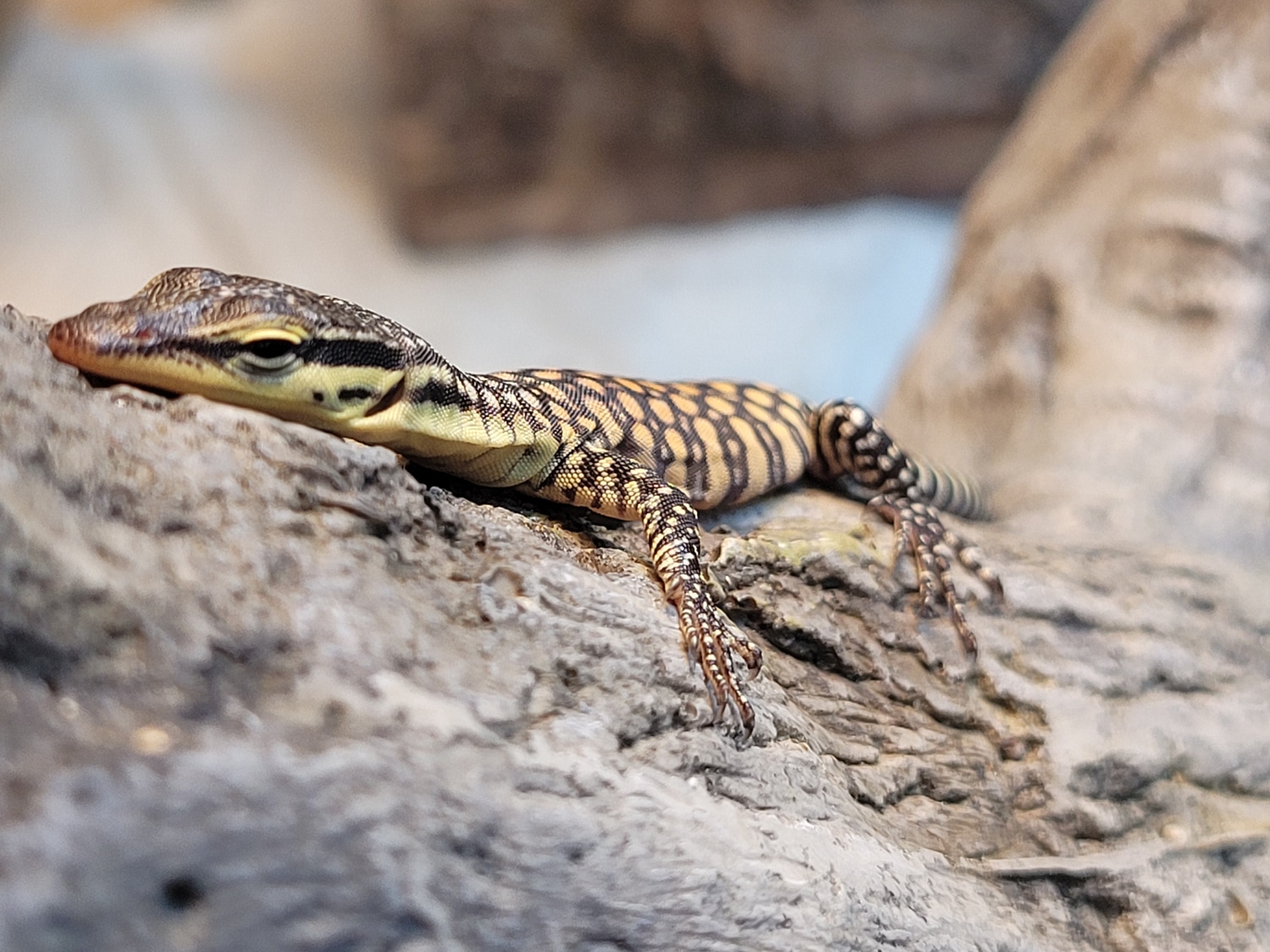 🇨🇦 Kimberly Rock Monitors 🇨🇦 Other Monitor by Elusive Exotics - MorphMarket