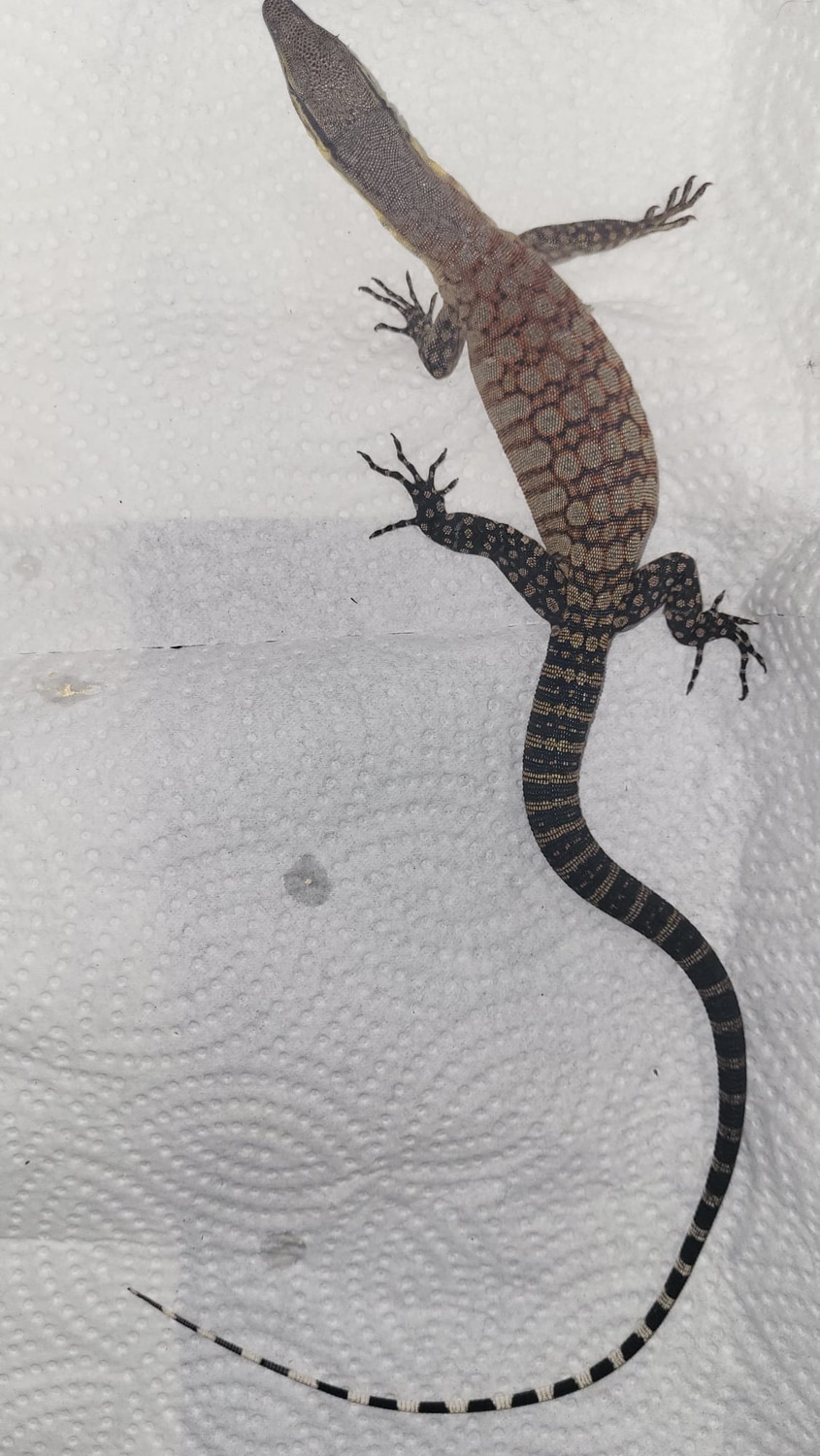 🇨🇦 Kimberly Rock Monitors 🇨🇦 Other Monitor by Elusive Exotics - MorphMarket