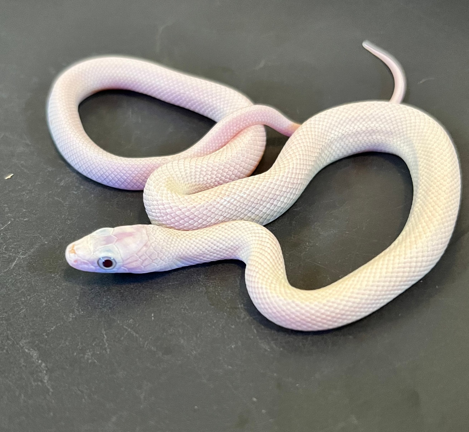 Leucistic Western Rat Snake by Sharp Scaled Snakes - MorphMarket
