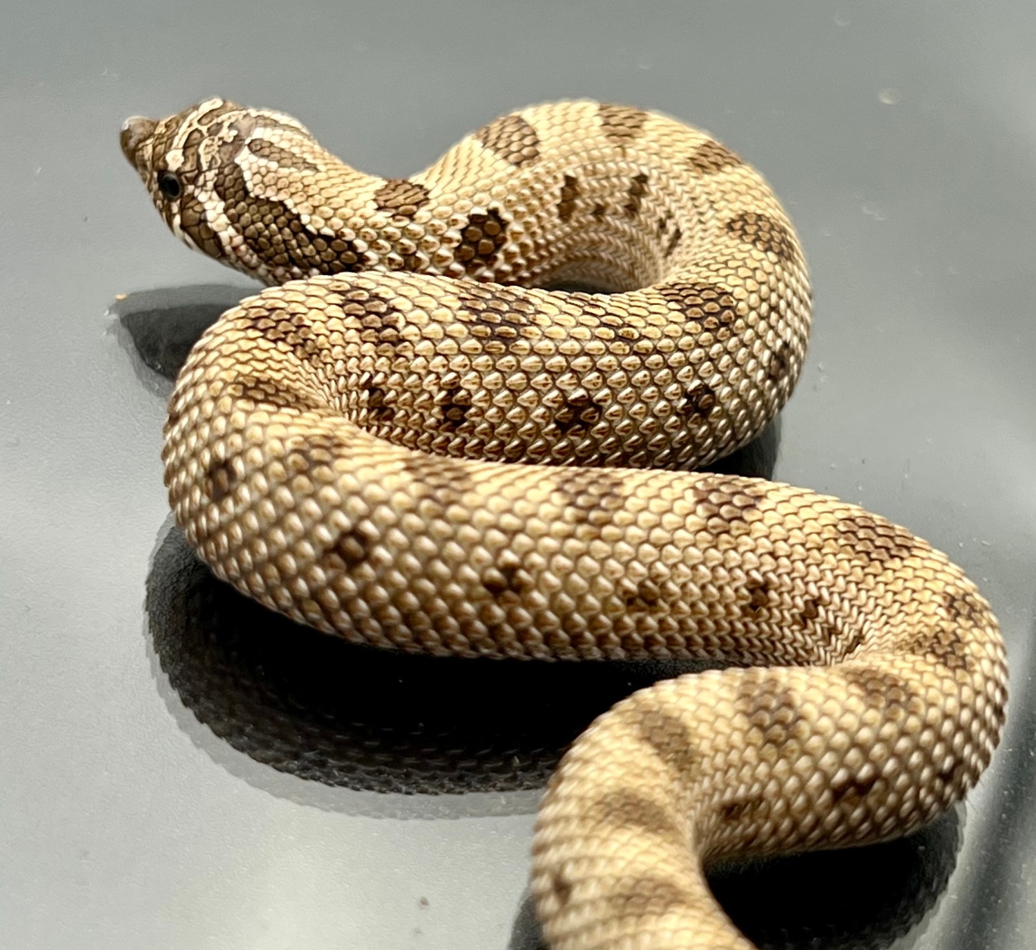 Conda (66% Het Lavender) Female Western Hognose by Sharp Scaled Snakes ...
