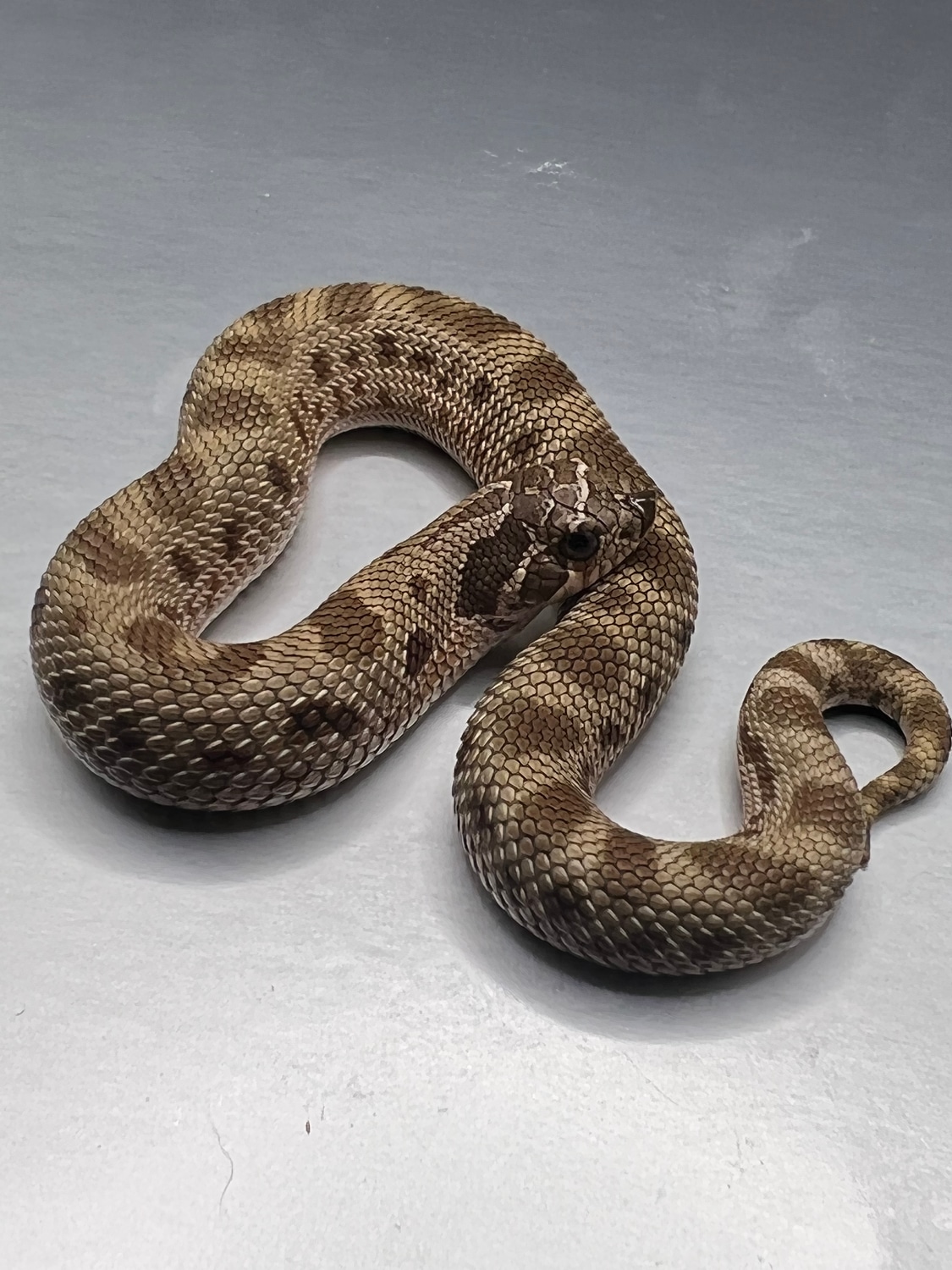 Conda (66% Het Lavender) Female Western Hognose by Sharp Scaled Snakes ...