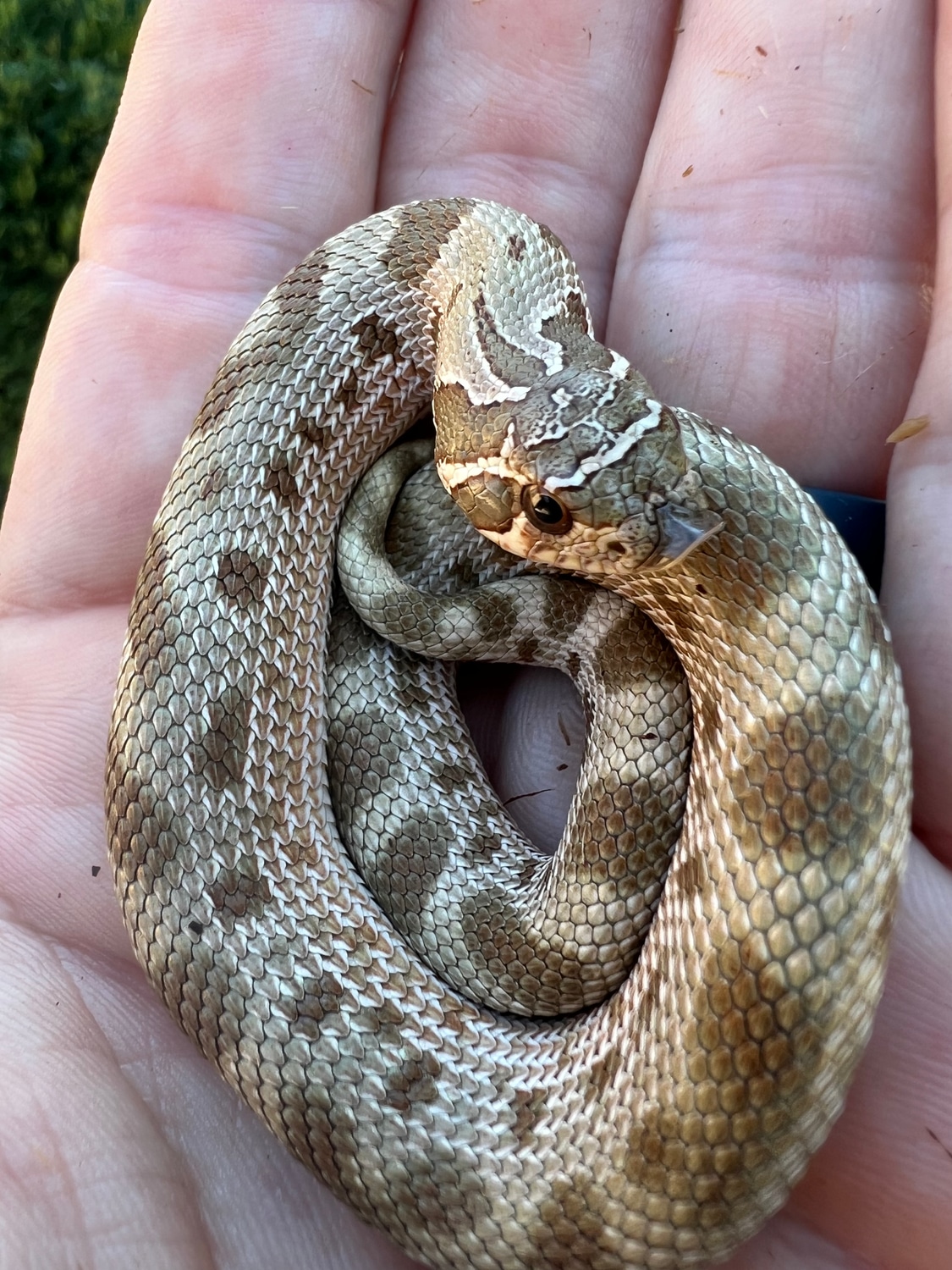 2022 Conda Female (Pos Het Lav) Western Hognose by Sharp Scaled Snakes ...