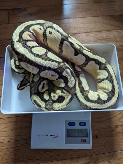 Queen Spin Enchi Female, Pastel Het Red Axanthic Female, Pinstripe ...