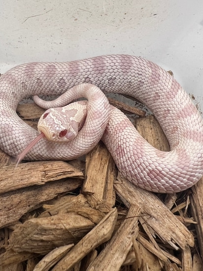 Yeti Western Hognose by Sharp Scaled Snakes