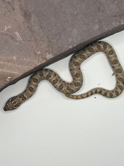 2023 Arctic Conda (66% Het Lavender) Male Hognose Western Hognose by ...