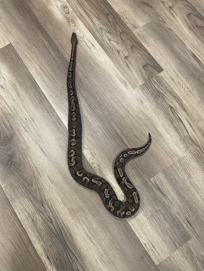 Super GHI Ball Python by Easy Day Morphs