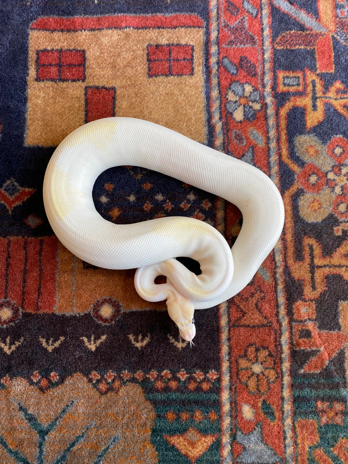 Ivory, Piebald Pos Cinnamon Or Black Pastel Ball Python by Easy Day ...
