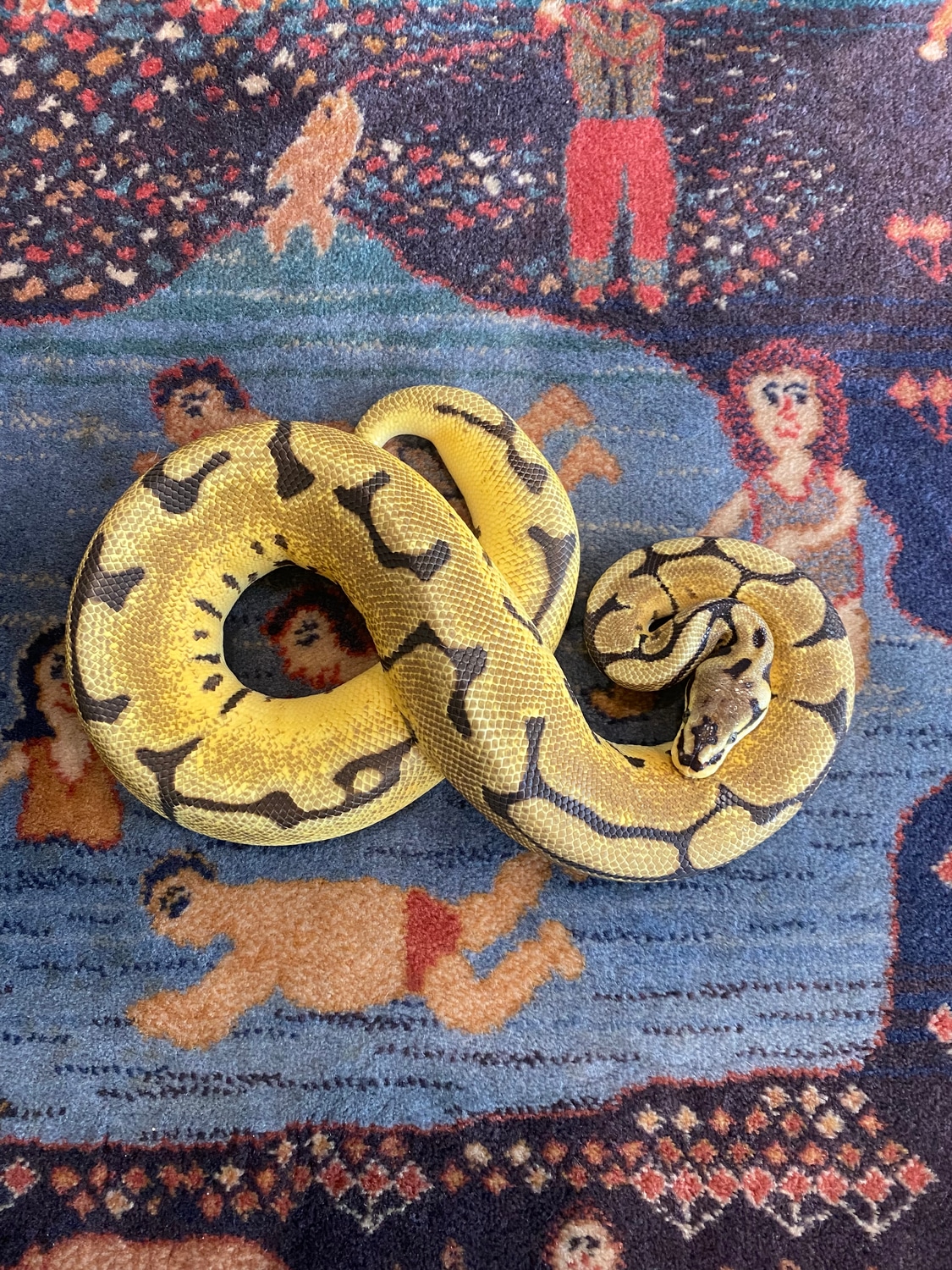 Orange Dream, Leopard, Spider Ball Python by Easy Day Morphs - MorphMarket