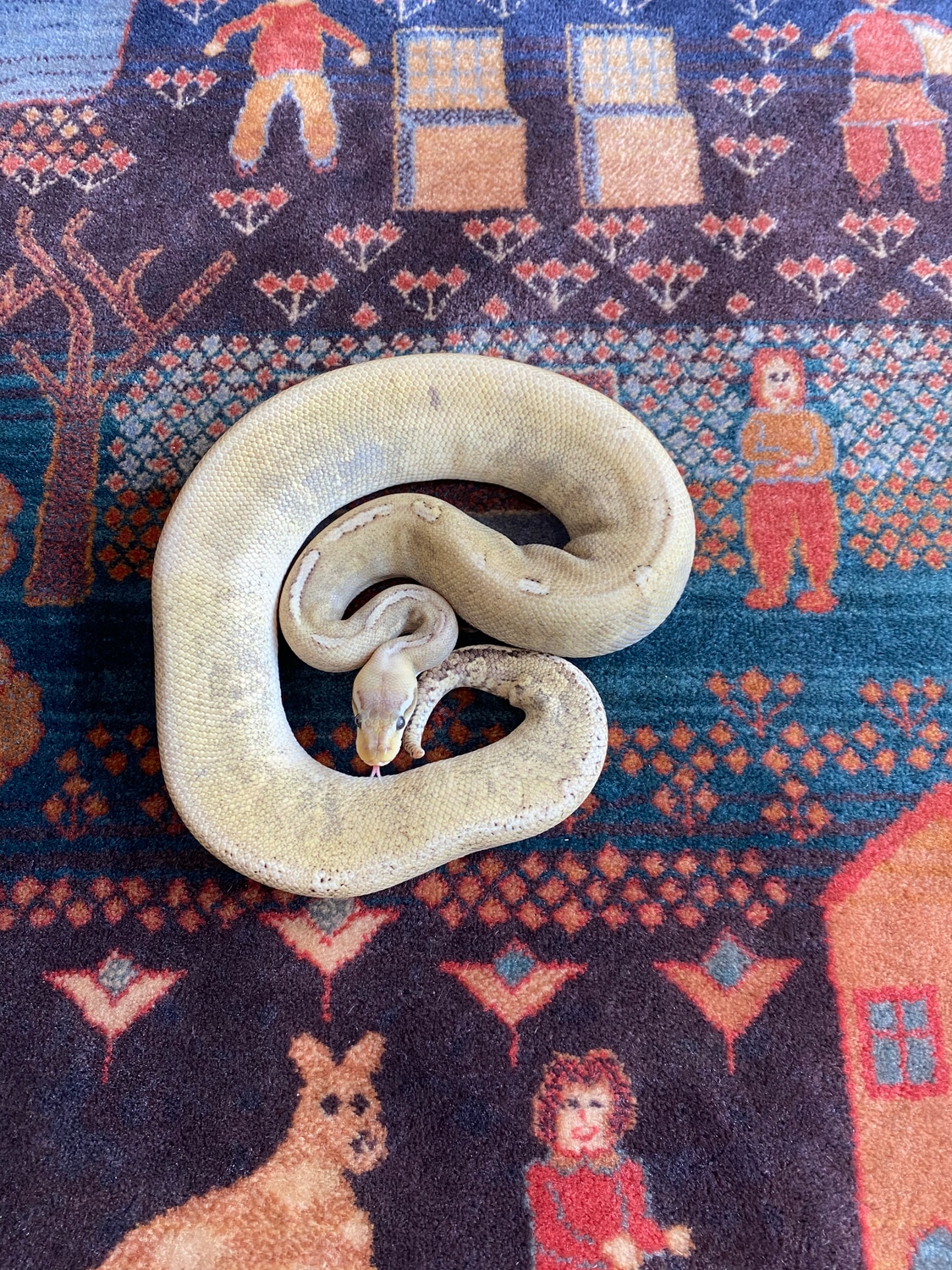 Ghi, Mojave, Pastel, Black Pastel Pos Vanilla And Special Ball Python ...