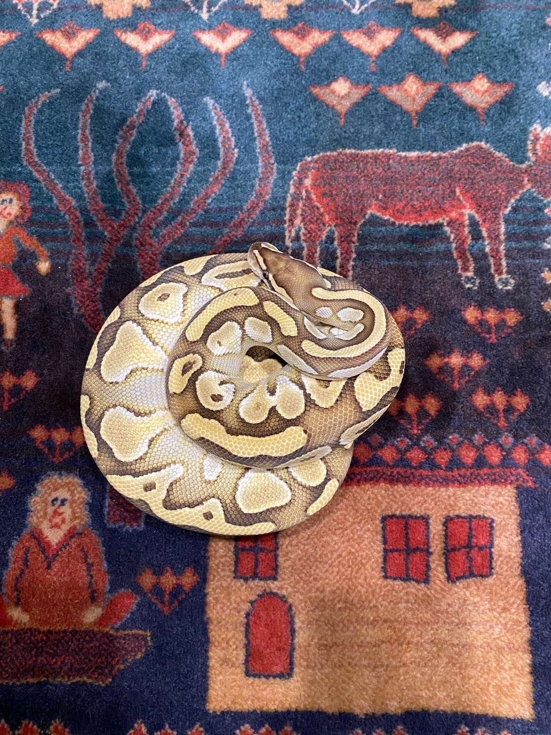 Shipped* Butter Ball Python by Easy Day Morphs - MorphMarket